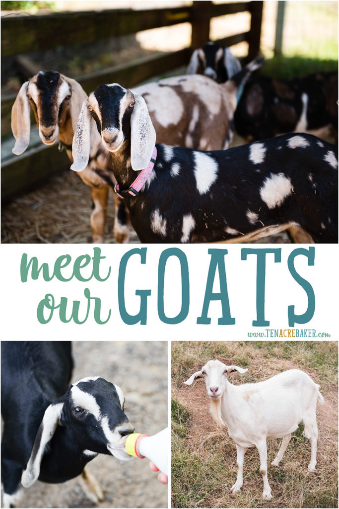 Meet our Nubian (plus one super weird) Goats! | Ten Acre Baker