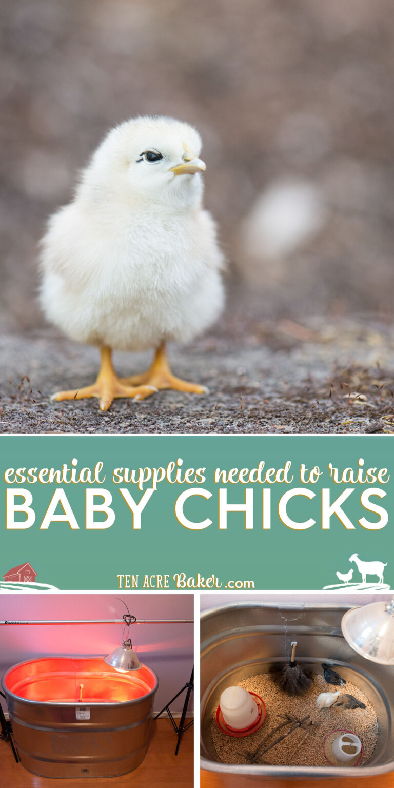 essential-supplies-baby-chicks-ten-acre-baker-PINTEREST | Ten Acre Baker
