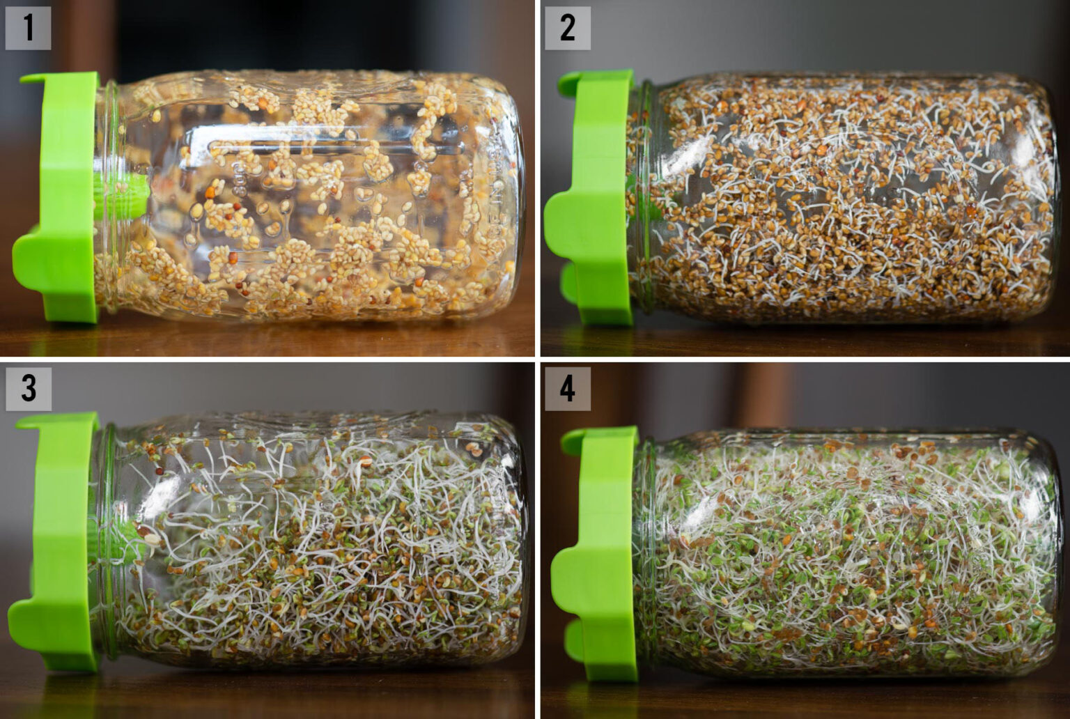 How to Grow How to Grow Alfalfa Sprouts {Mason Jar Method} | Ten Acre Baker